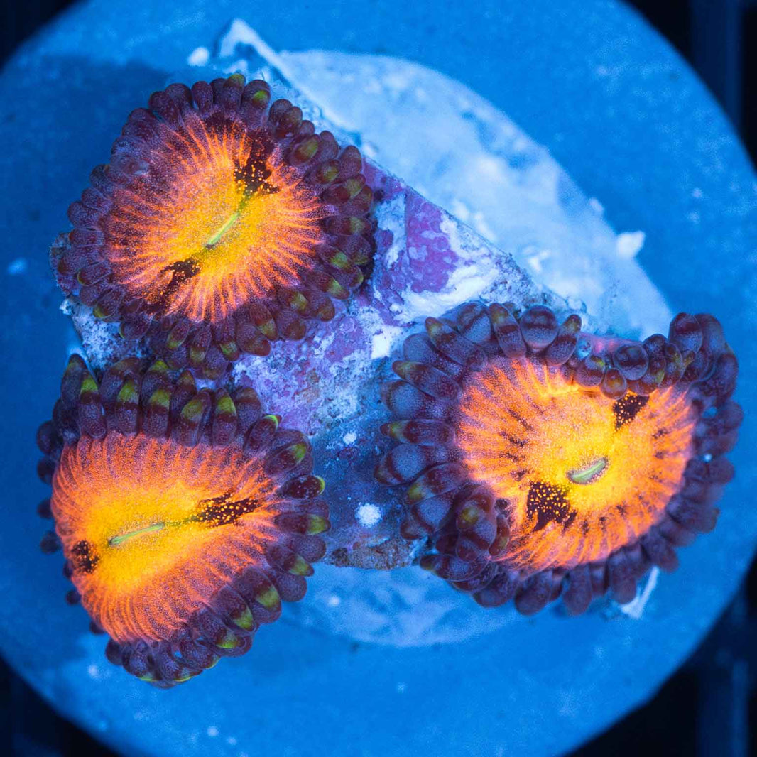 Zoa Corals For Sale - Overnight Shipping – Lucky Corals
