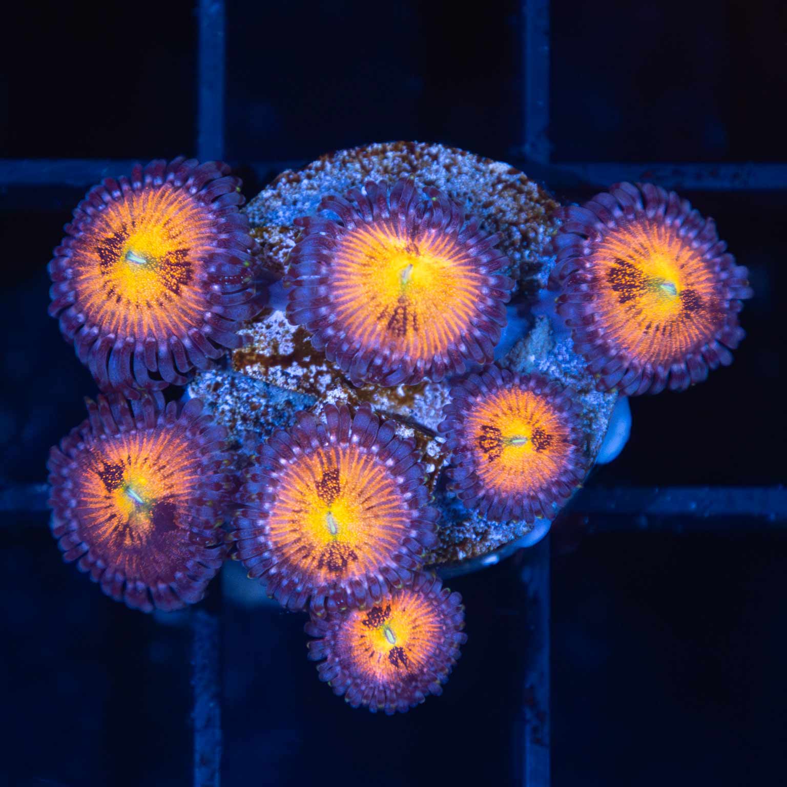 Zoa Corals For Sale - Overnight Shipping – Lucky Corals