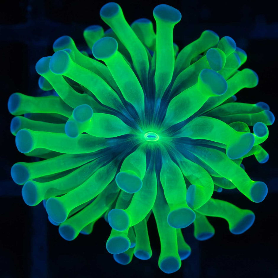 LPS Corals For Sale – Page 2 – Lucky Corals