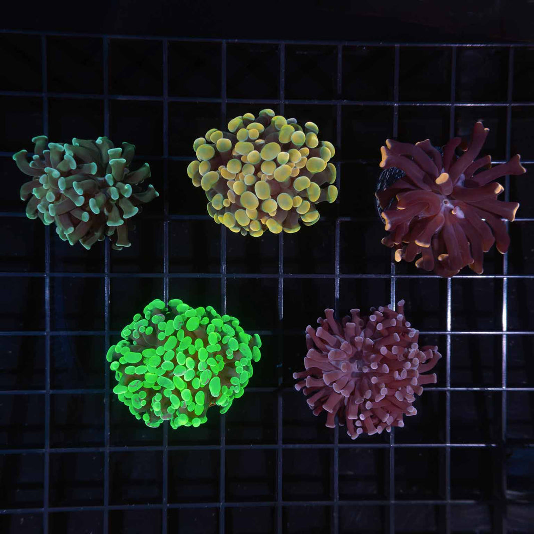 LPS Corals For Sale – Page 4 – Lucky Corals