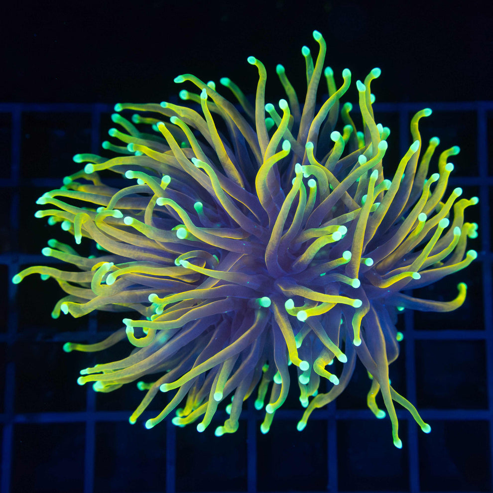 2 Heads Hellfire Torch Coral – Lucky Corals