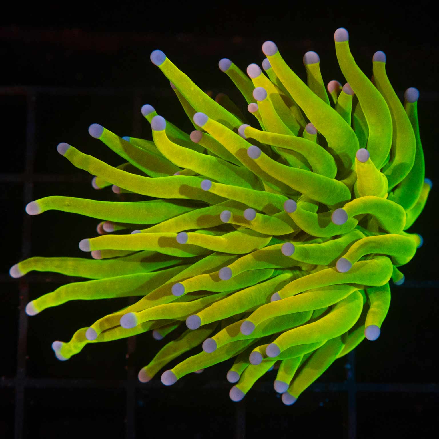 Torch Coral for Sale - Torch corals overnight delivery – Lucky Corals