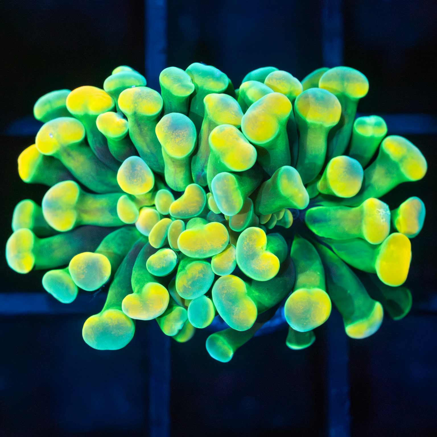 Hammer corals for sale - Overnight Shipping – Lucky Corals