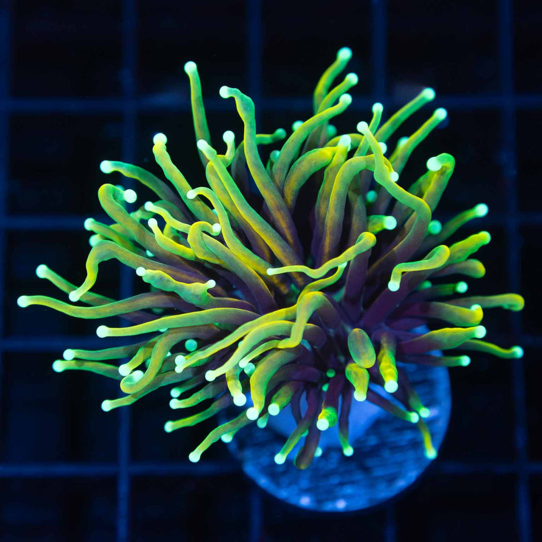 LPS Corals For Sale – Page 4 – Lucky Corals