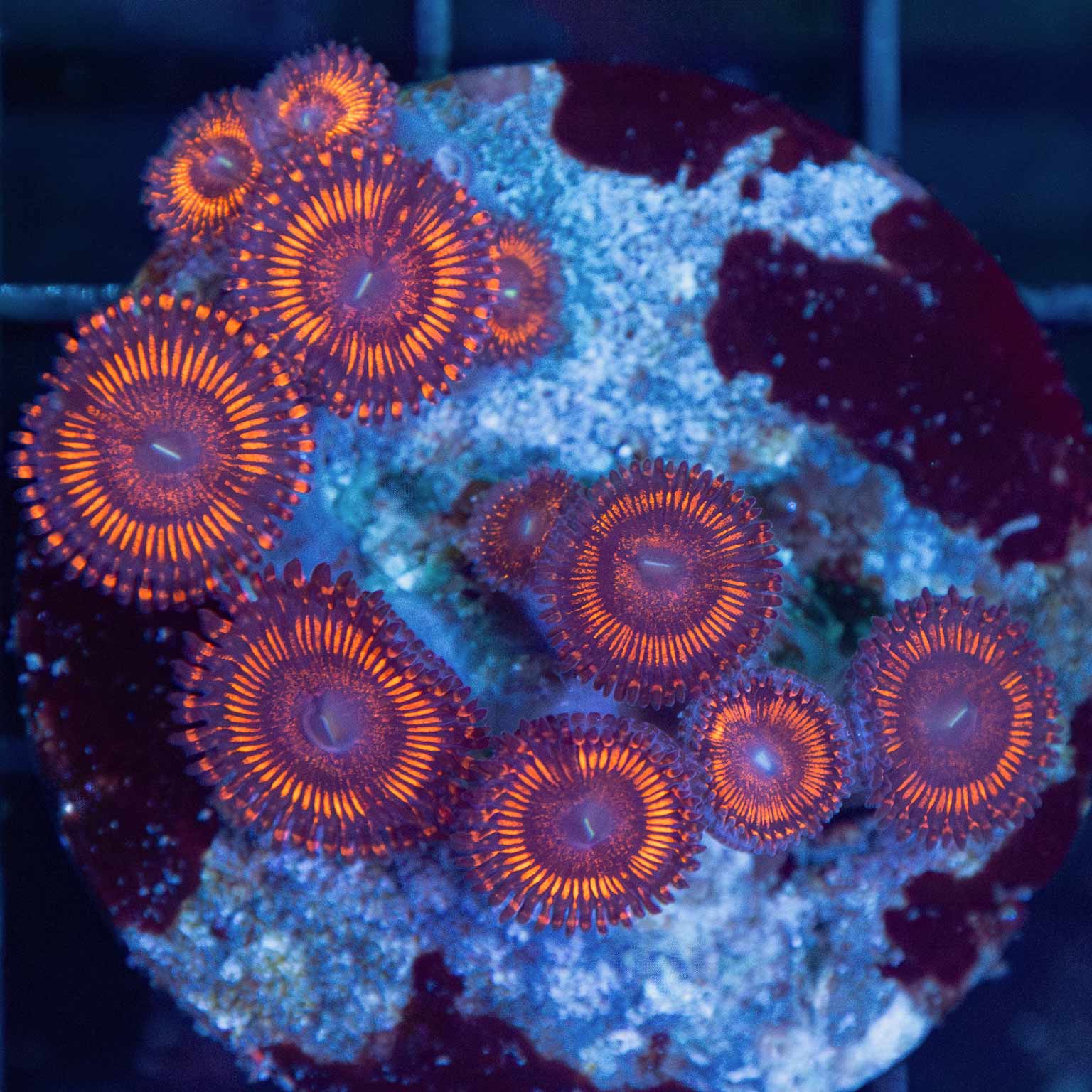 Zoa Corals For Sale - Overnight Shipping – Lucky Corals