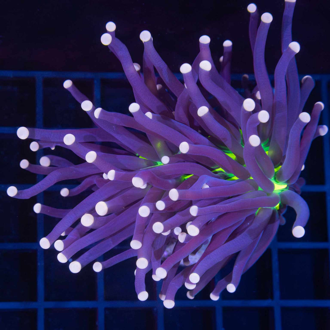 LPS Corals For Sale – Page 4 – Lucky Corals