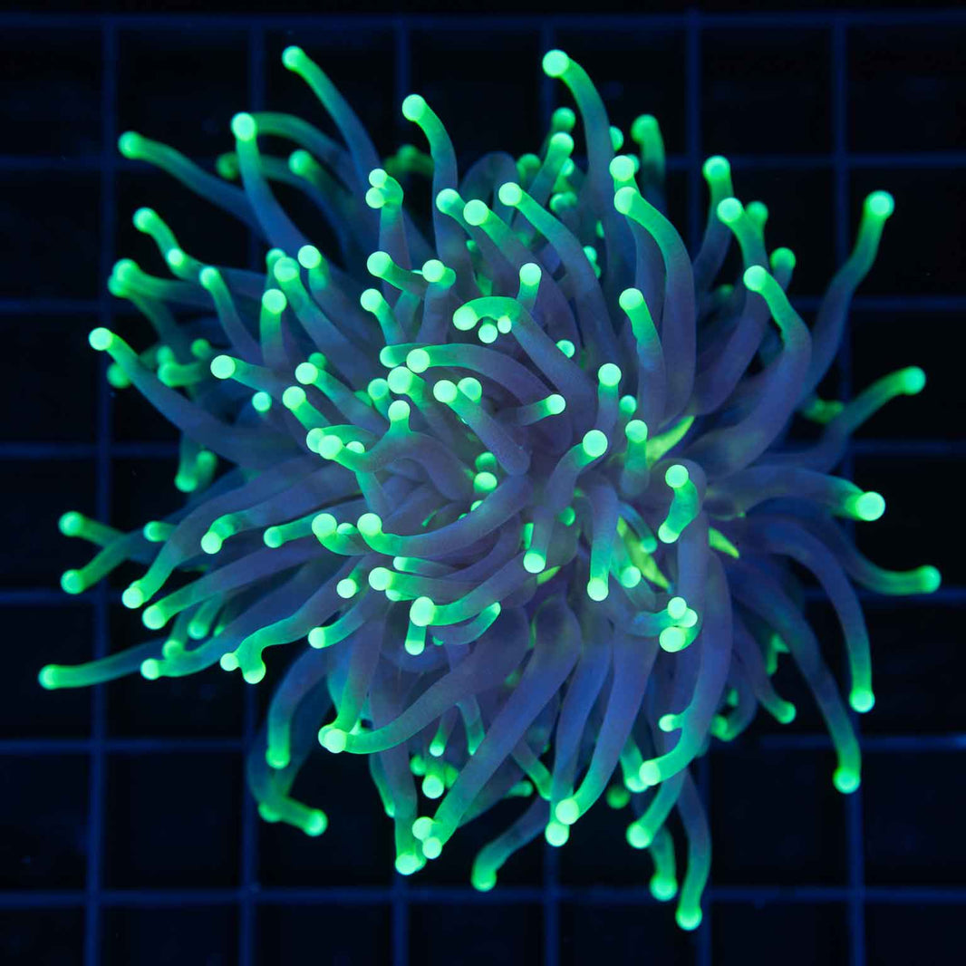 LPS Corals For Sale – Page 4 – Lucky Corals