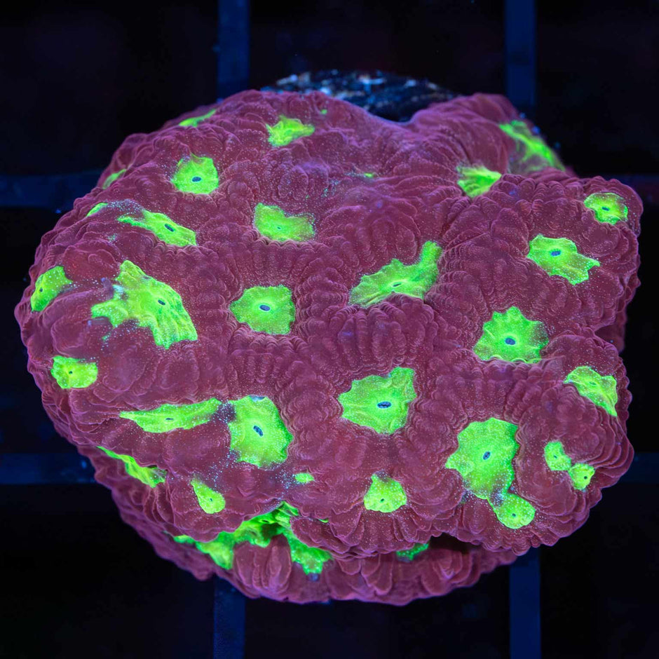 LPS Corals For Sale – Page 4 – Lucky Corals