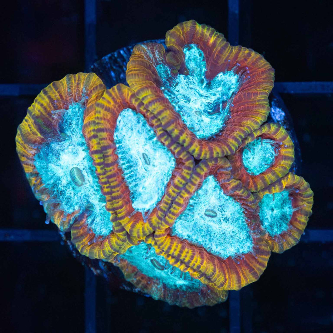 Favia / Goniastrea - coral frags for sale – Lucky Corals