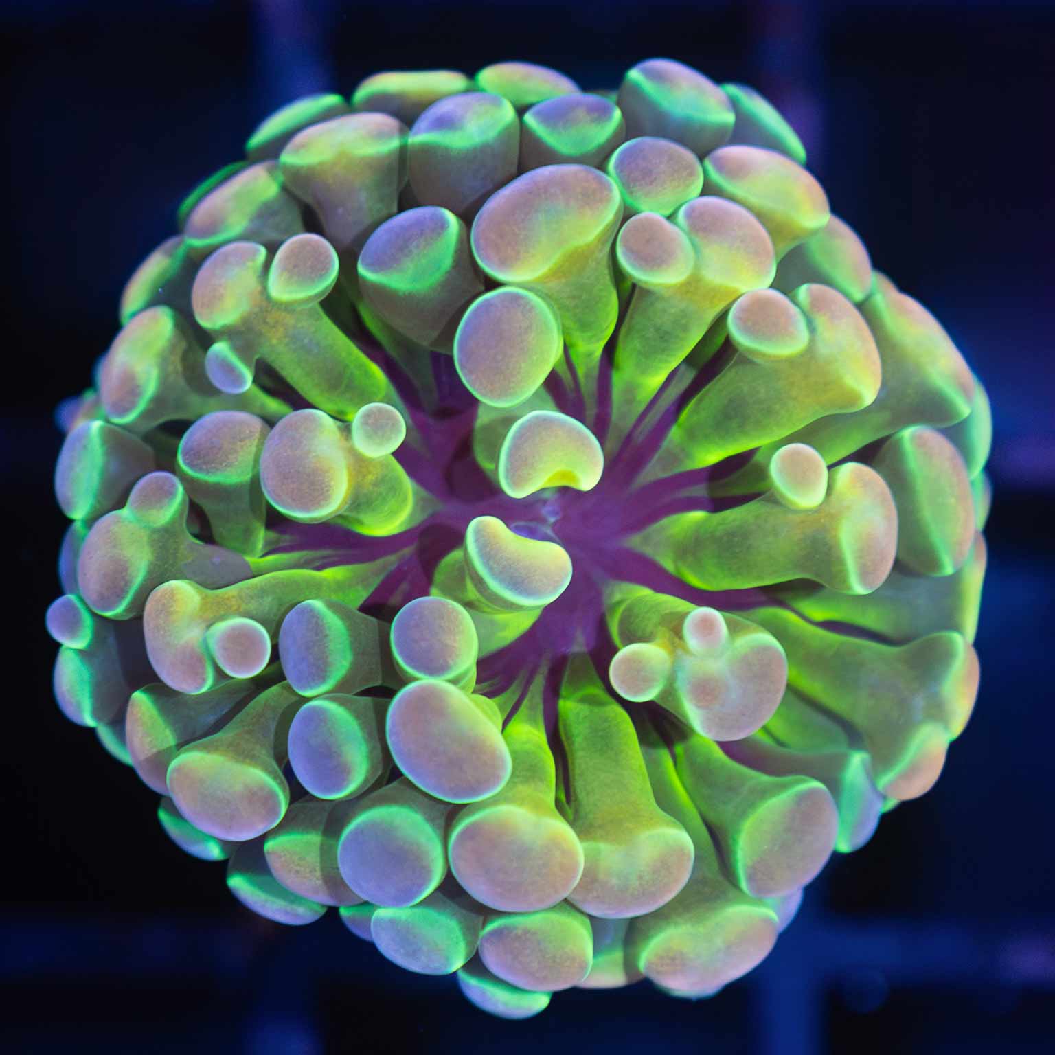 Hammer corals for sale - Overnight Shipping – Lucky Corals