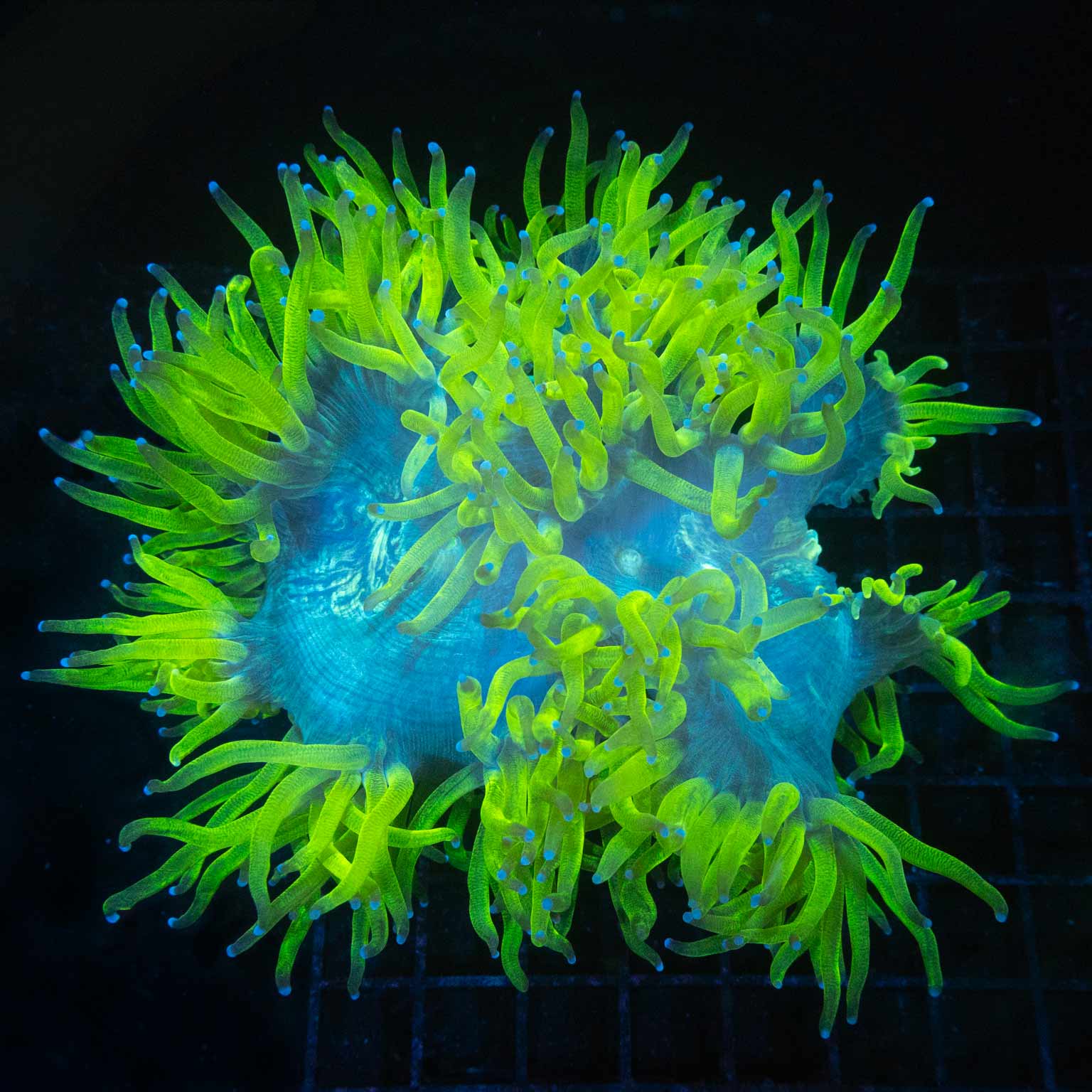 LPS Corals For Sale – Page 2 – Lucky Corals