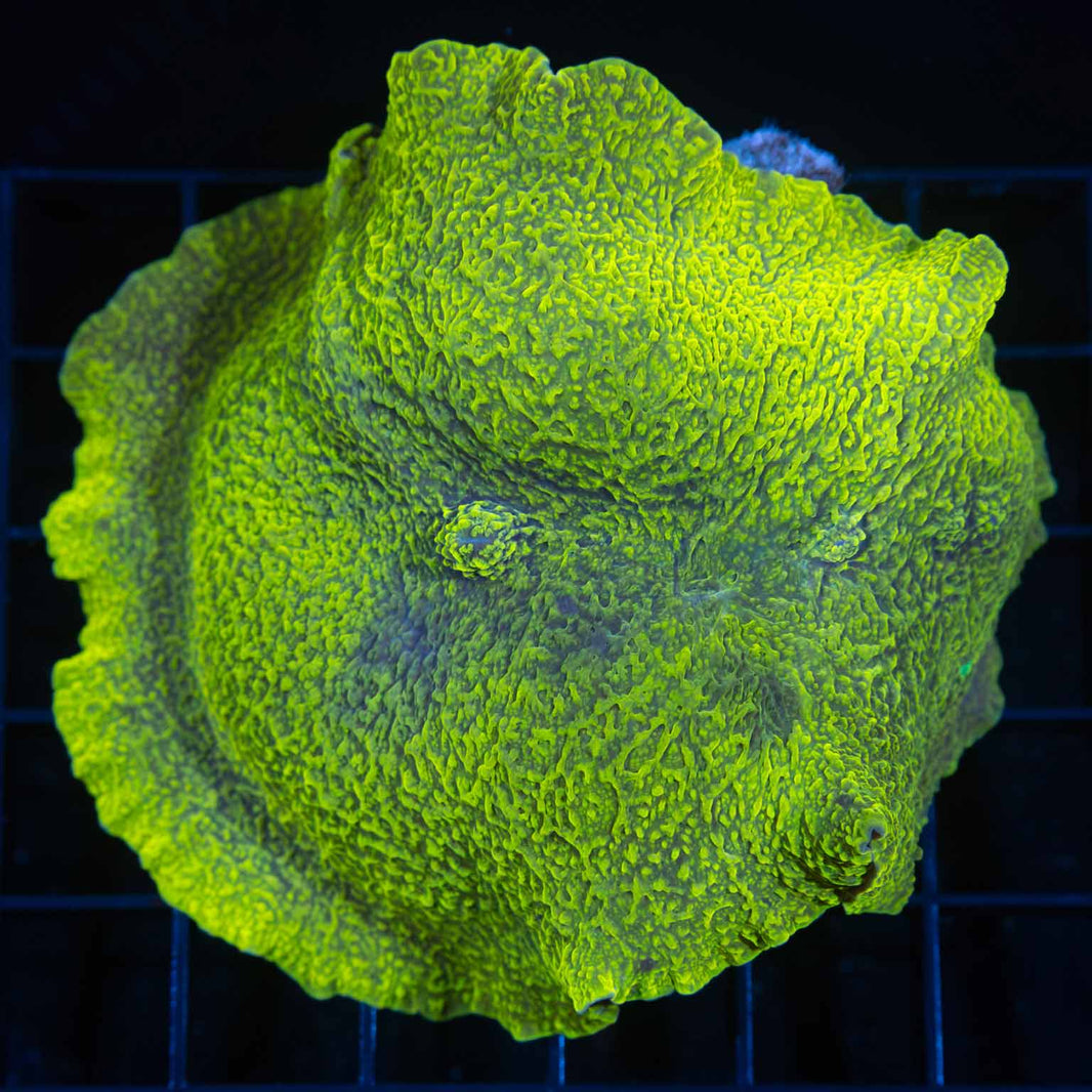 Mushroom Corals For Sale - Overnight Shipping – Lucky Corals