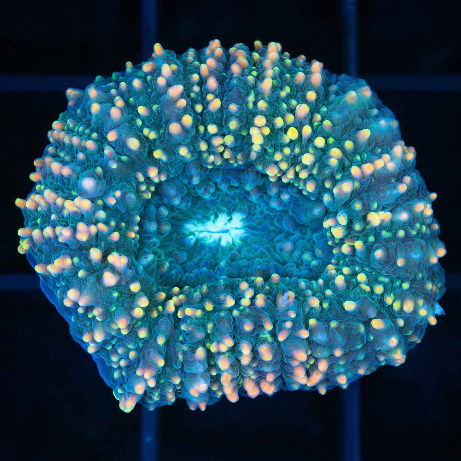 LPS Corals For Sale – Page 4 – Lucky Corals