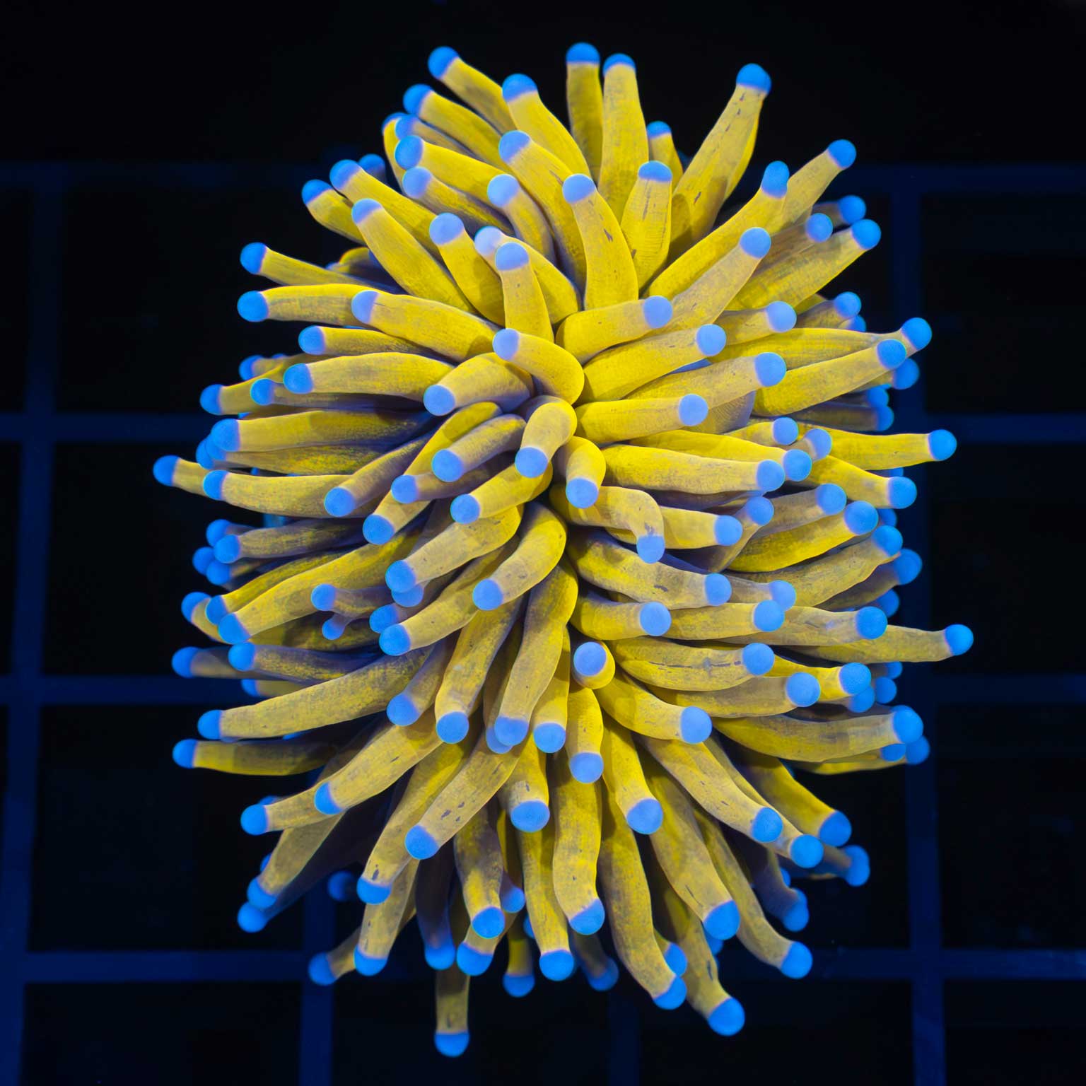 Malaysian 24K Gold Torch Coral – Lucky Corals