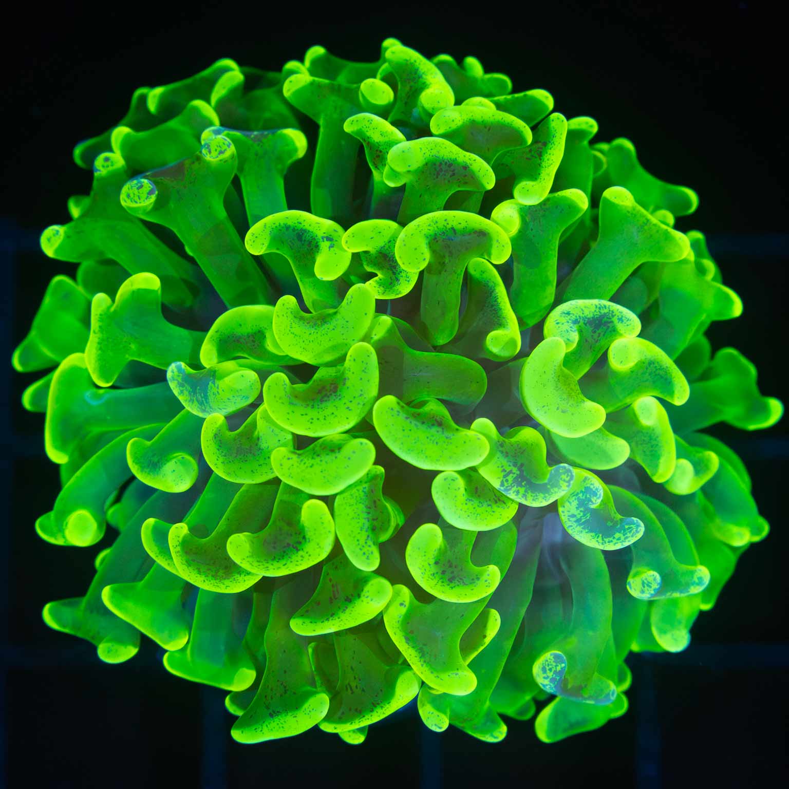 Hammer corals for sale - Overnight Shipping – Lucky Corals