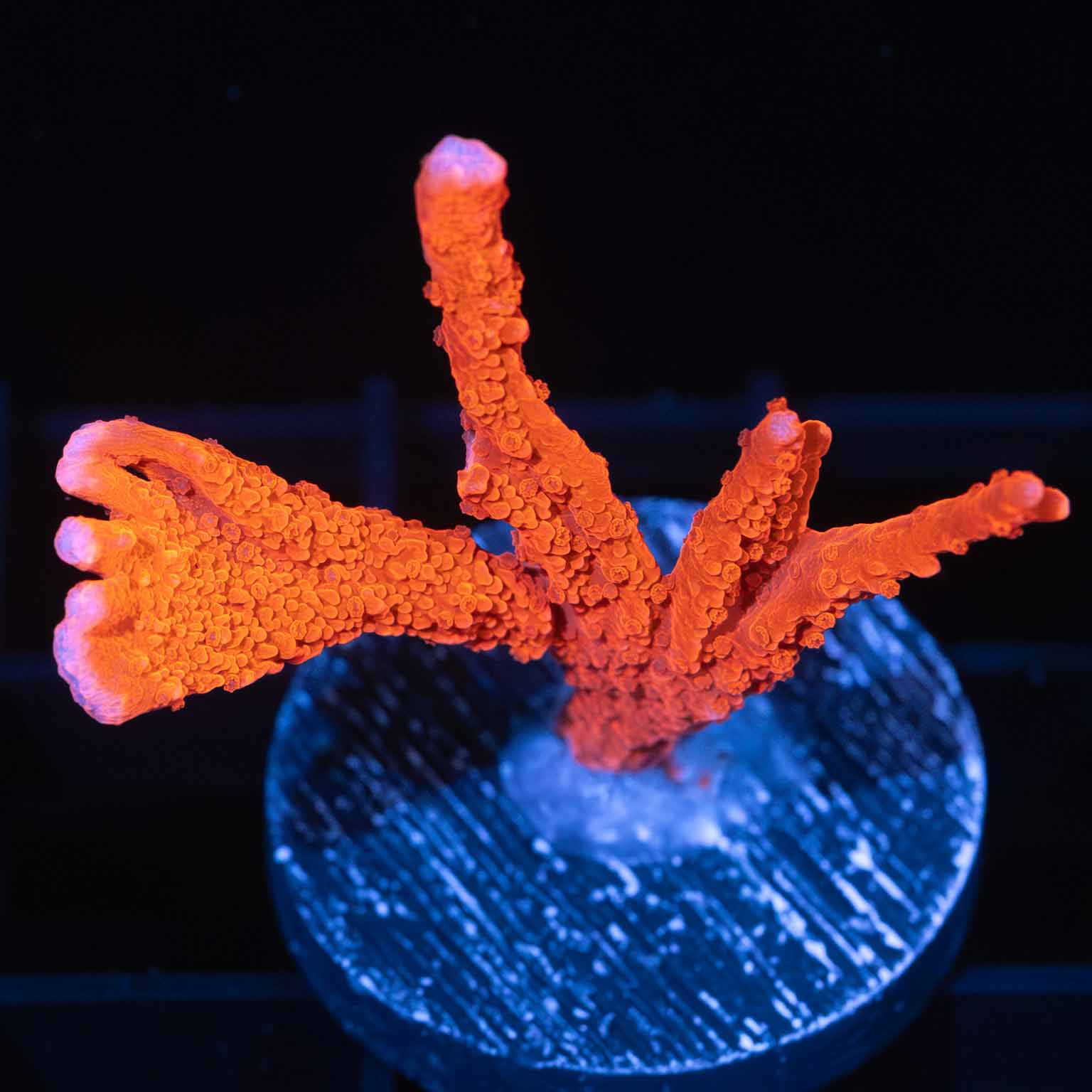 Montipora Coral For Sale – Lucky Corals