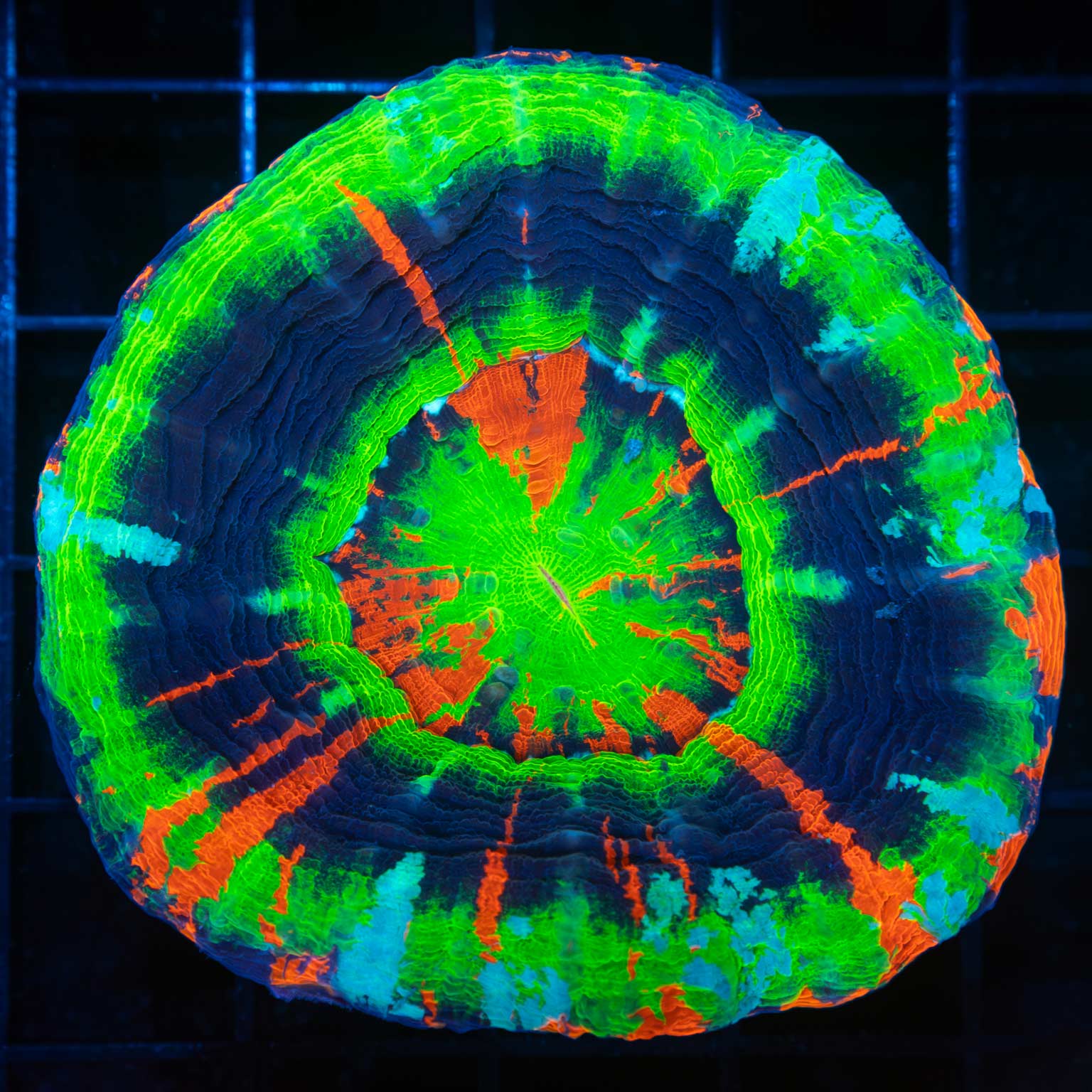 Scoly Coral (Scolymia) for sale – Lucky Corals