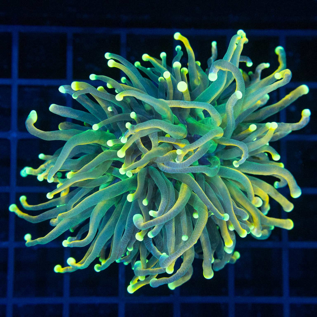 Torch Coral for Sale - Torch corals overnight delivery – Lucky Corals