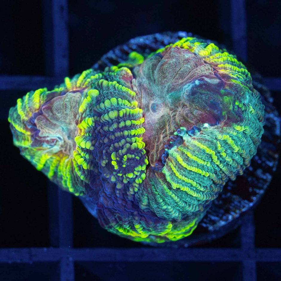 LPS Corals For Sale – Page 4 – Lucky Corals