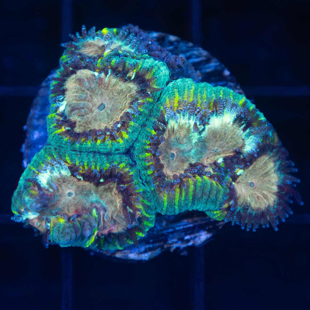 Favia / Goniastrea - coral frags for sale – Lucky Corals