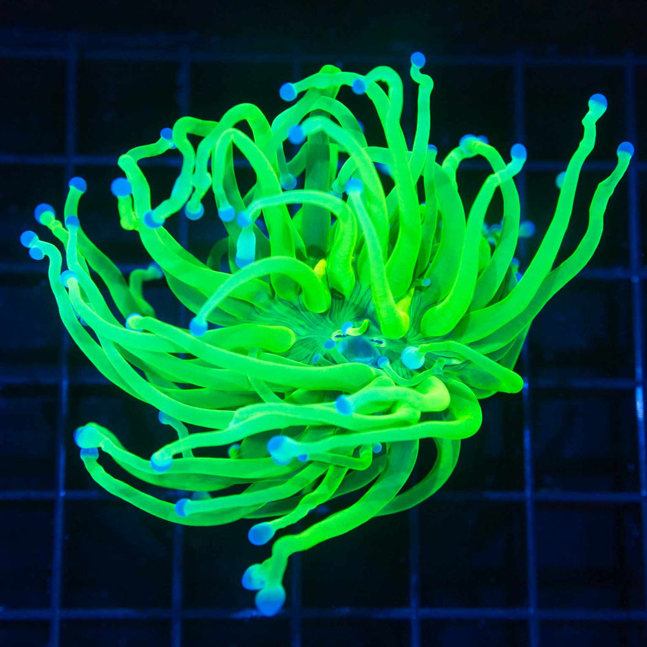 Torch Coral for Sale - Torch corals overnight delivery – Lucky Corals