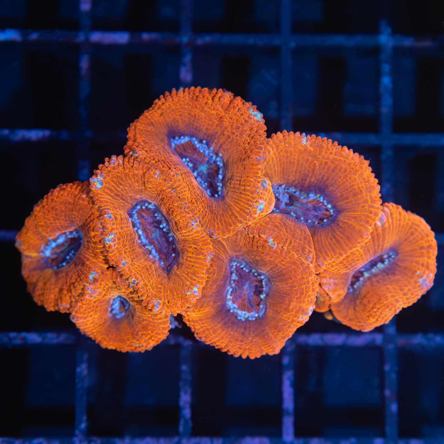 LPS Corals For Sale – Page 2 – Lucky Corals