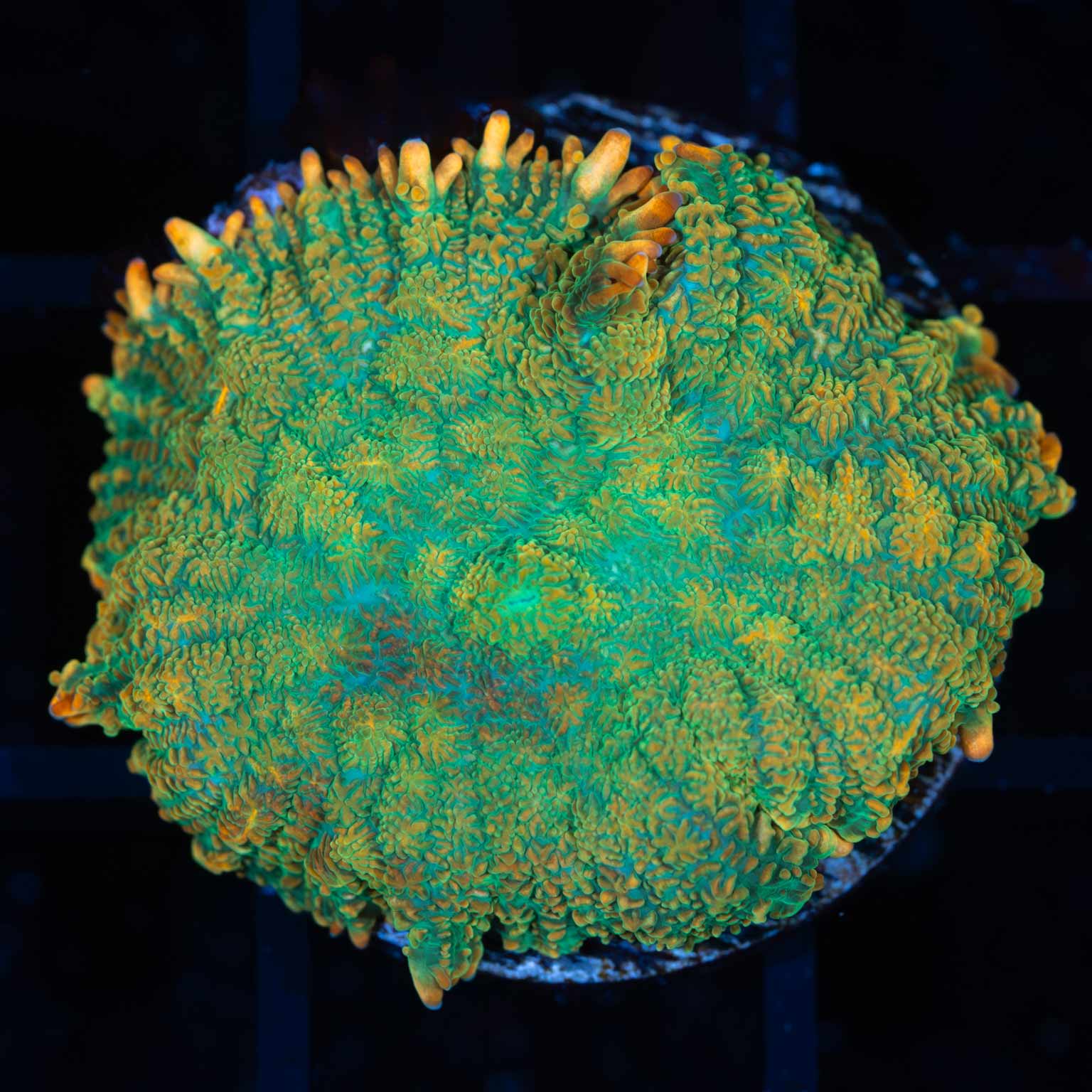 Mushroom Corals For Sale - Overnight Shipping – Lucky Corals