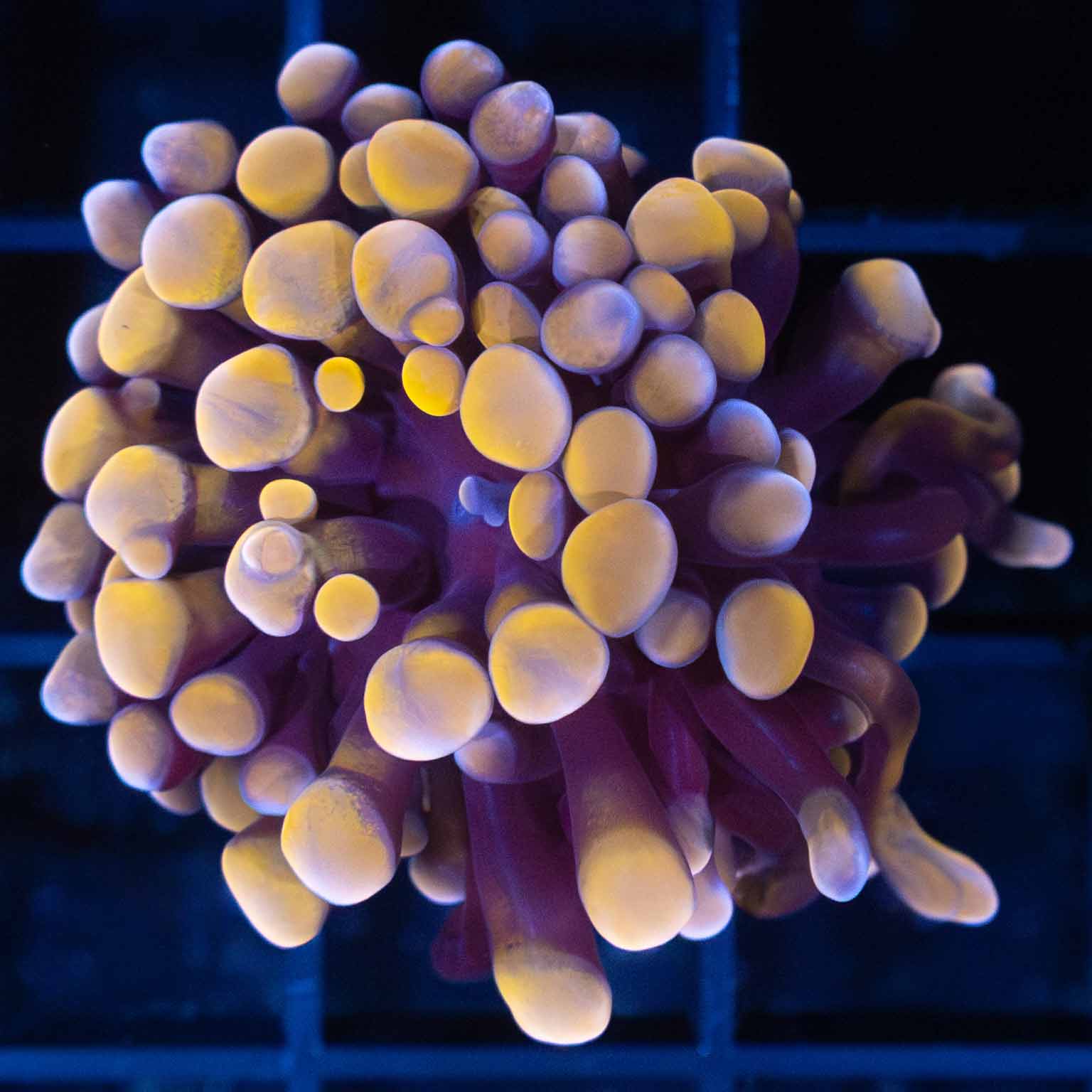 LPS Corals For Sale – Page 4 – Lucky Corals