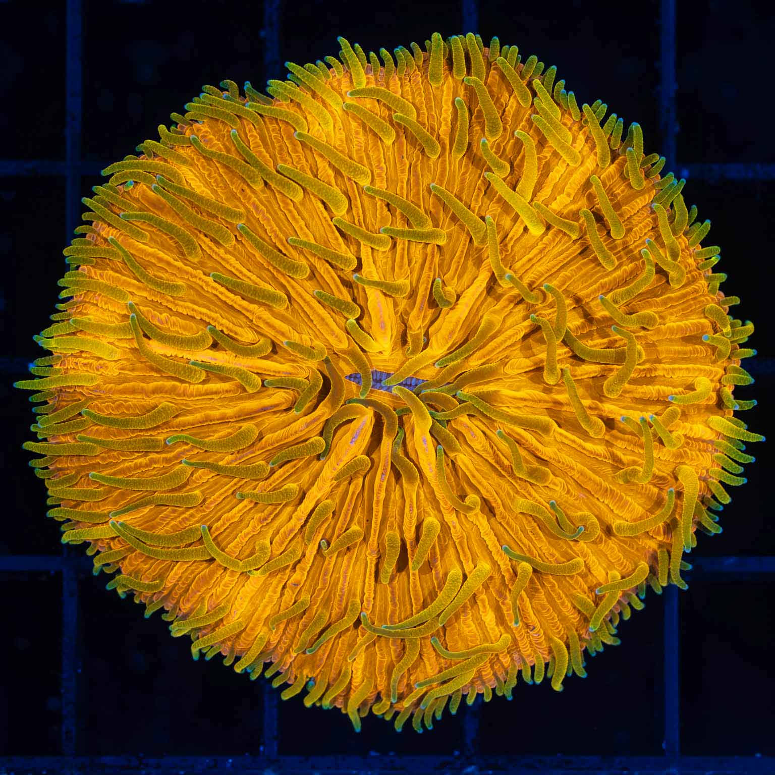 LPS Corals For Sale – Page 2 – Lucky Corals