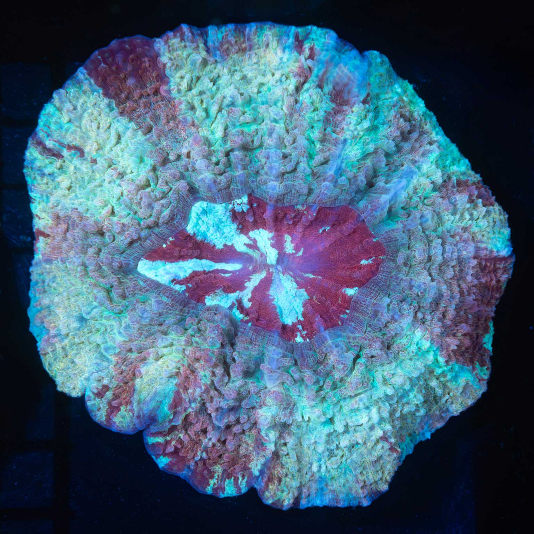 Acantho Coral (Acanthophyllia) For Sale – Lucky Corals