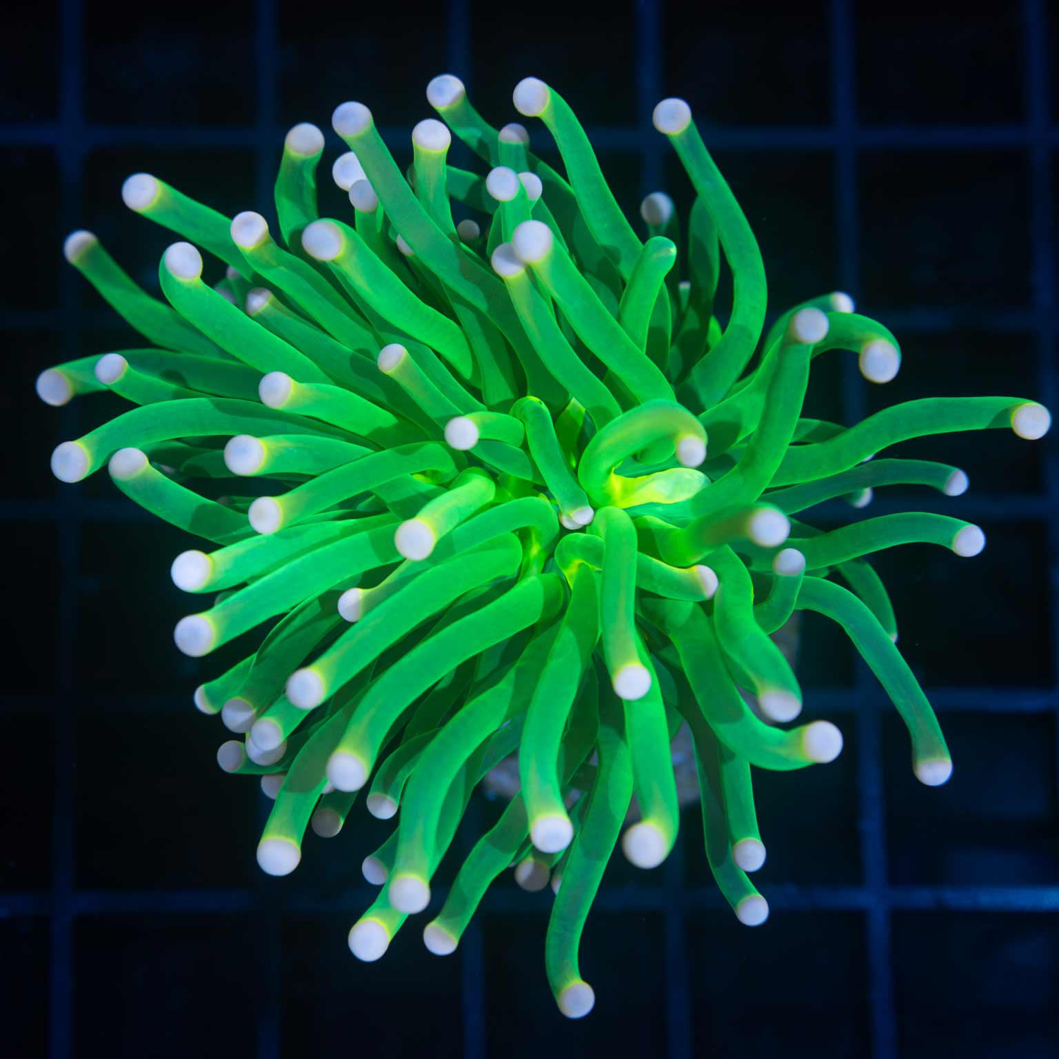 Euphyllia (Torch, Hammer, Frogspawn, Octospawn) - Coral for sale ...