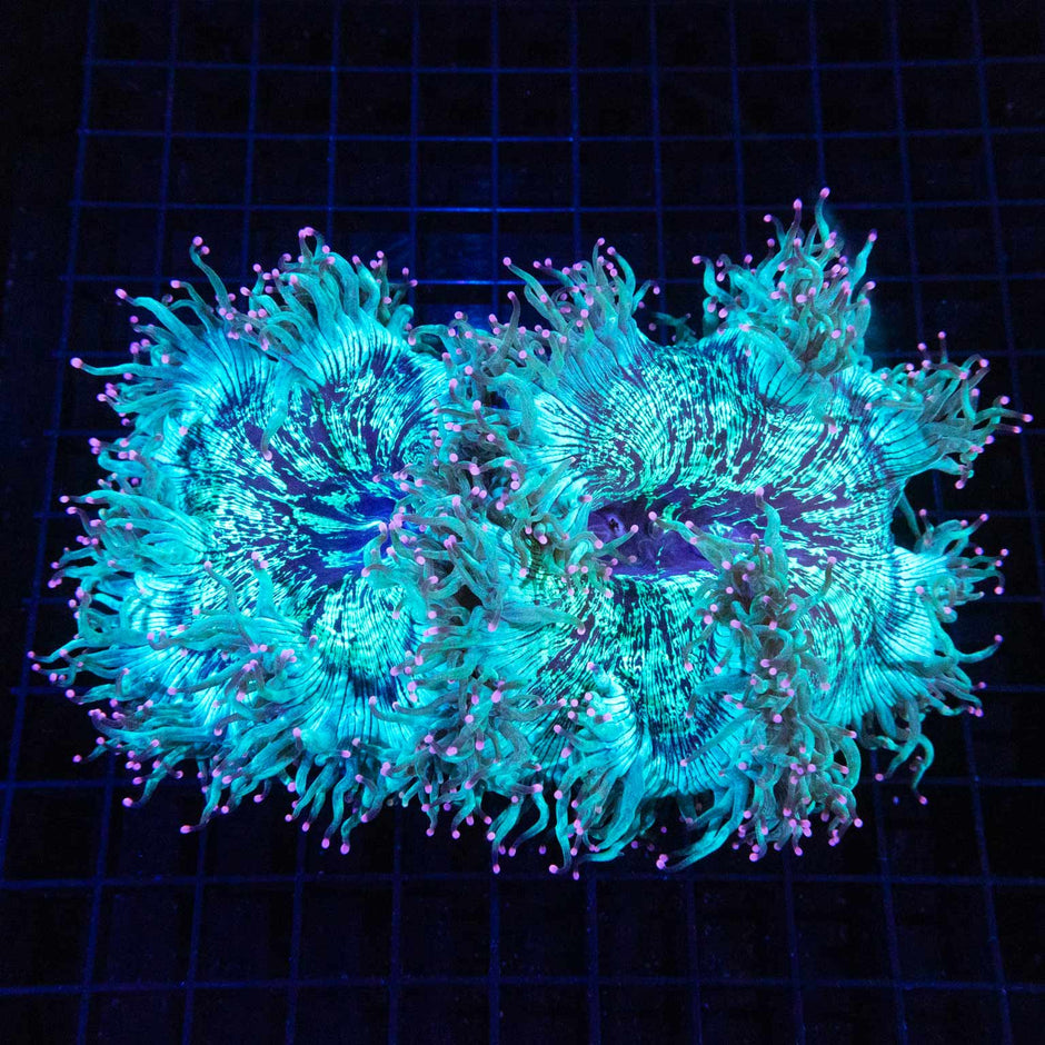 LPS Corals For Sale – Page 4 – Lucky Corals