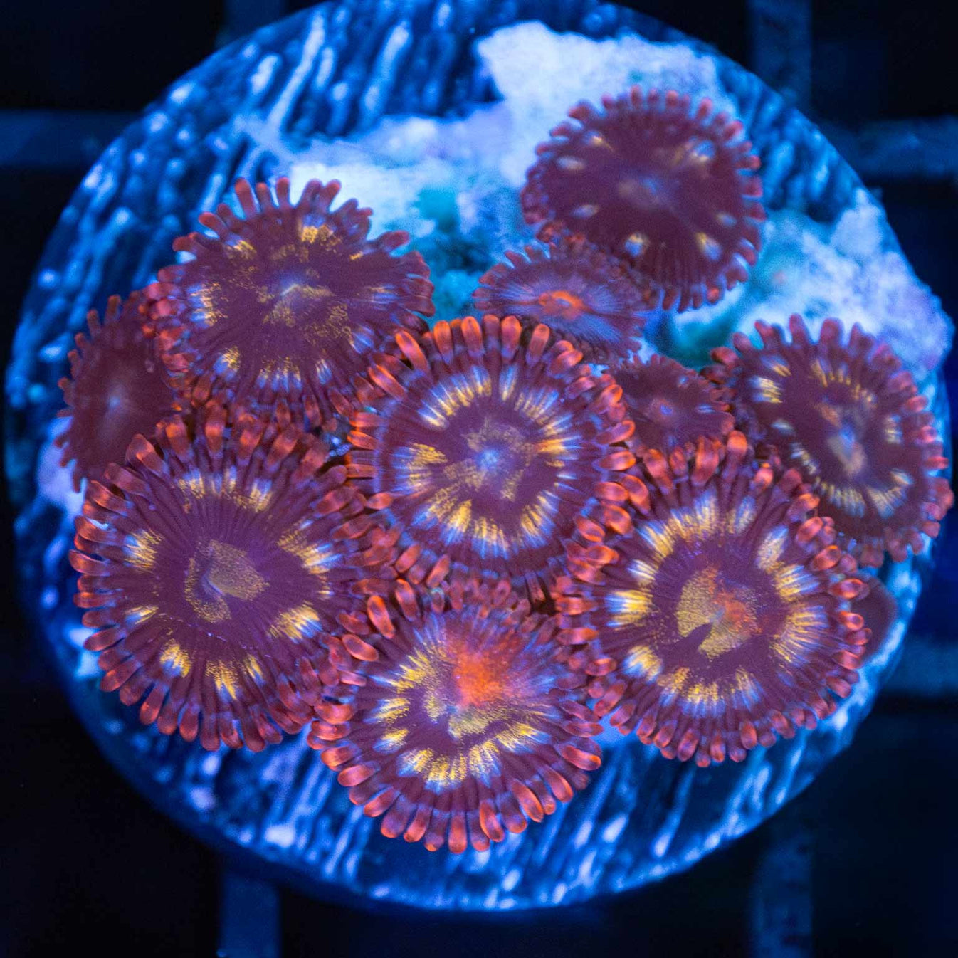 Ultra Zoa (10+ Polyps) – Lucky Corals