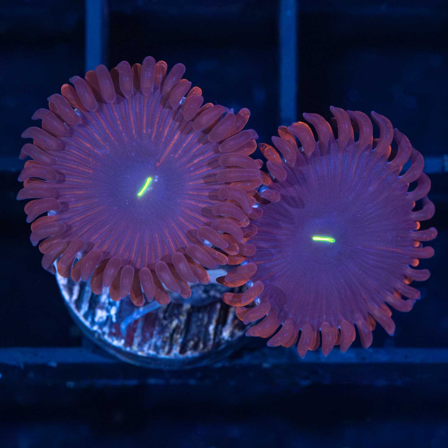 Zoa Corals For Sale - Overnight Shipping – Lucky Corals