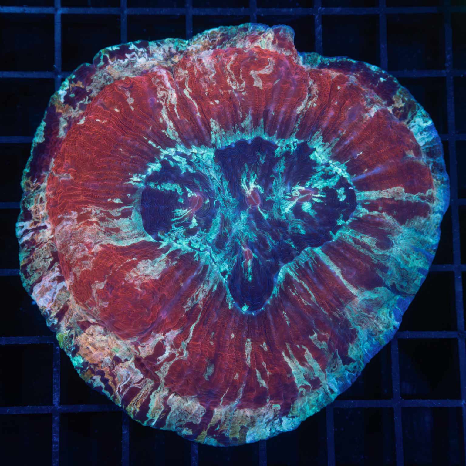 Unusual Rainbow Trachy 4.25" – Lucky Corals