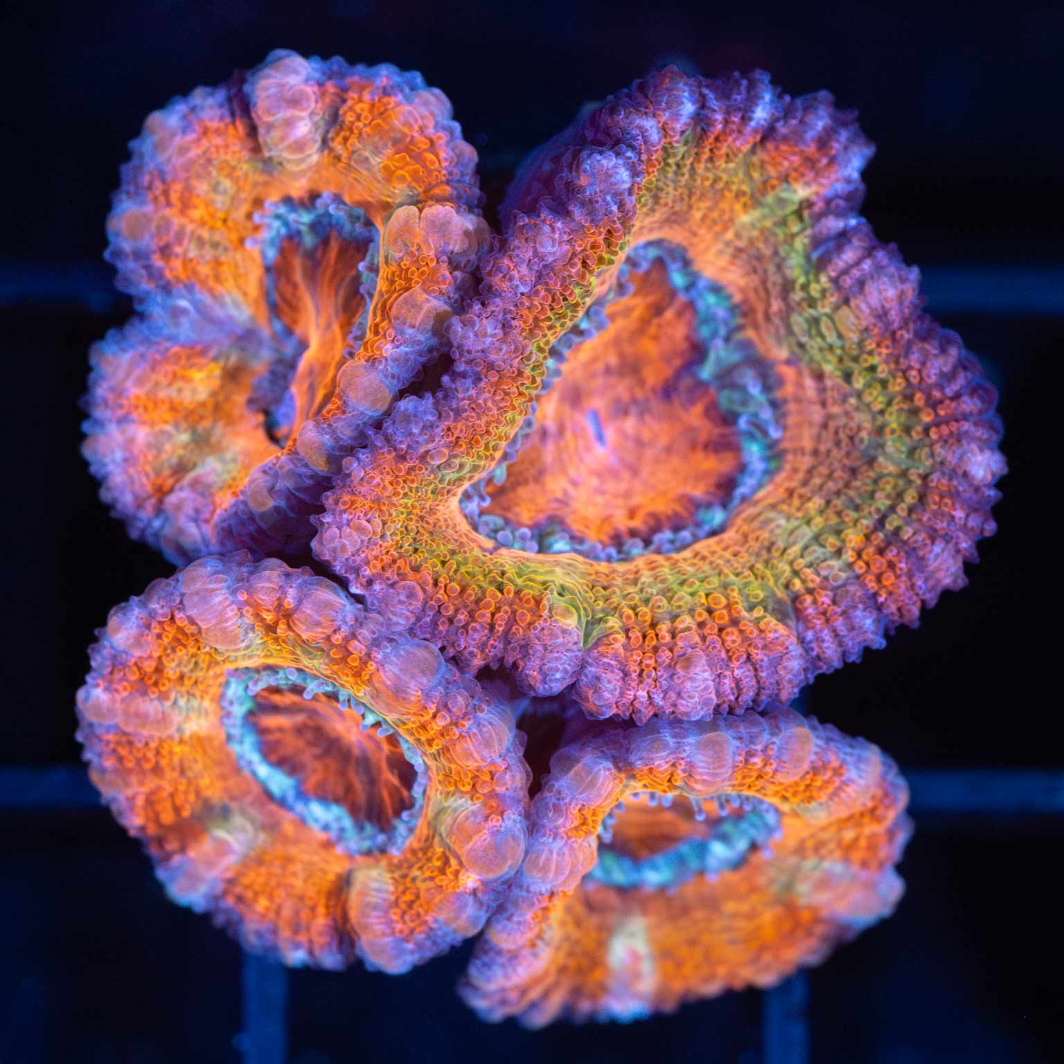 Acan coral for sale (Micromussa) - Overnight Shipping – Lucky Corals