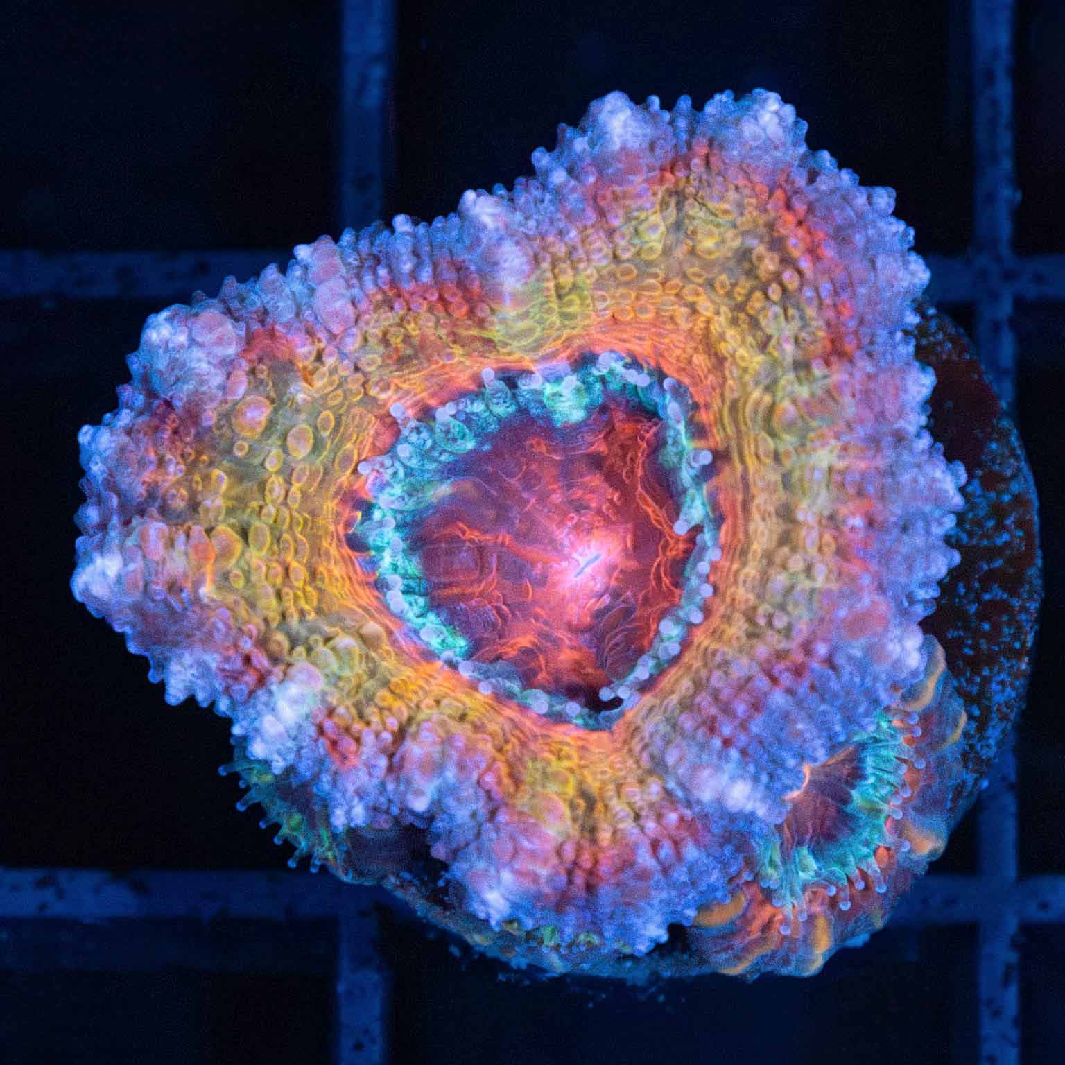 LPS Corals For Sale – Page 5 – Lucky Corals