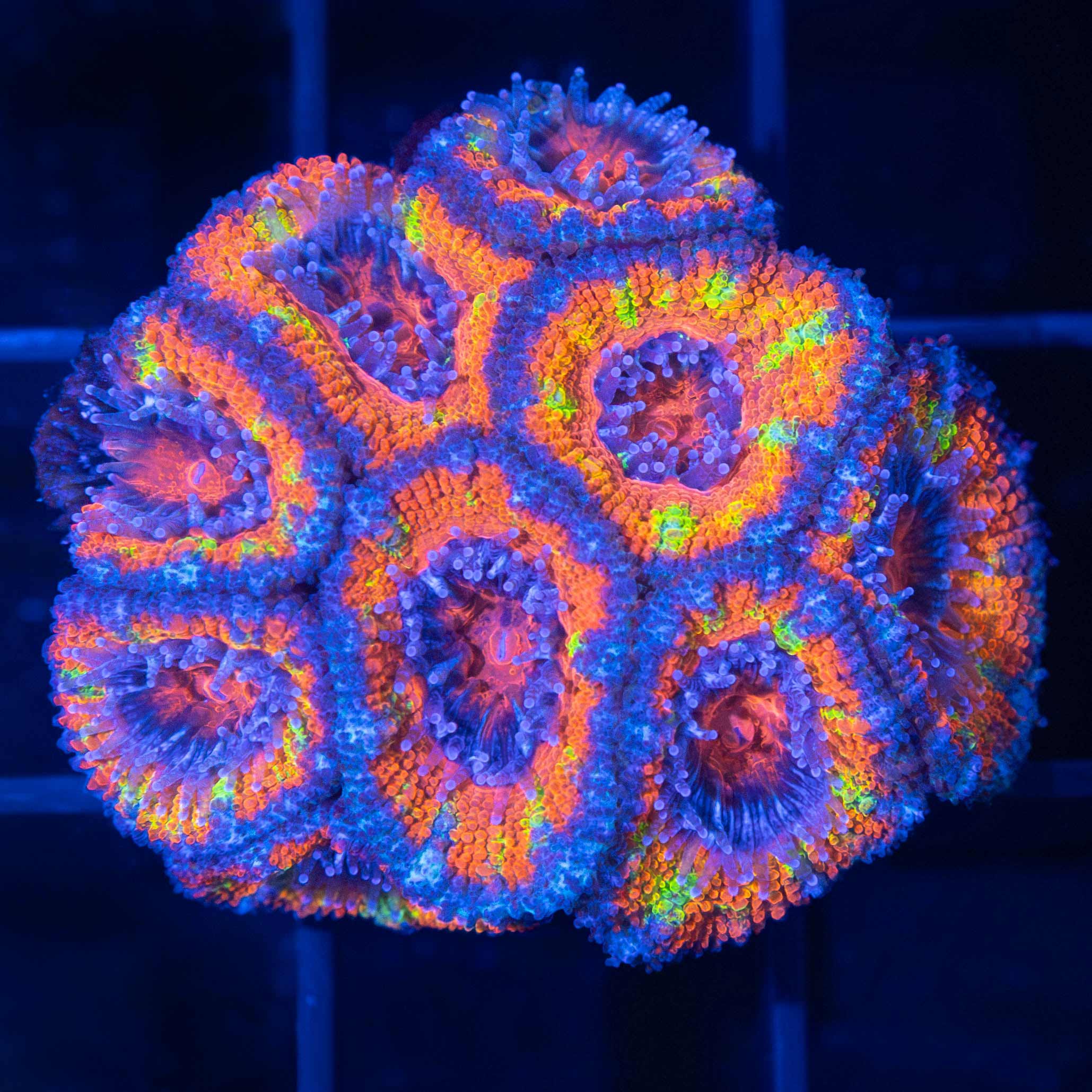 Rainbow Acan Colony (Tank Grown) – Lucky Corals