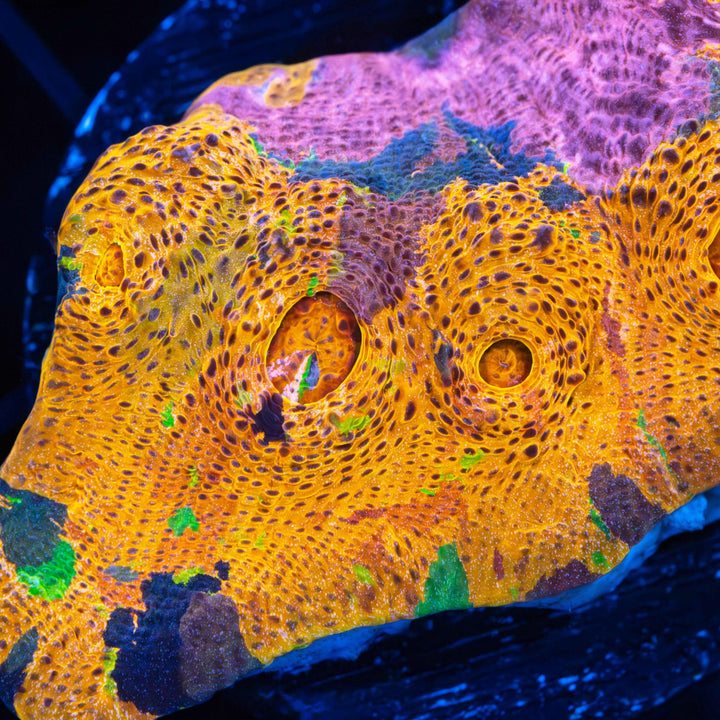 LPS Corals For Sale – Page 4 – Lucky Corals