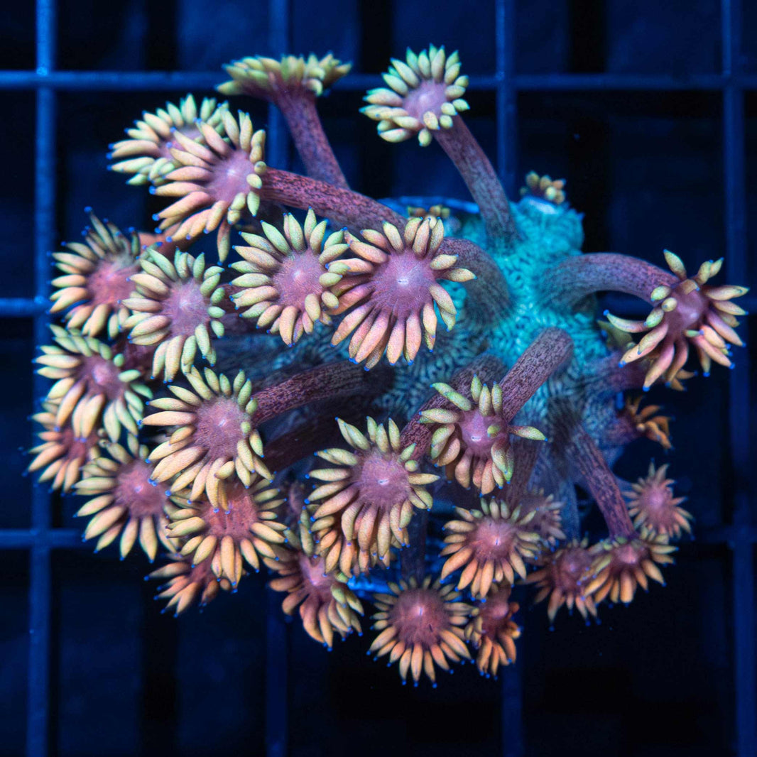 LPS Corals For Sale – Page 4 – Lucky Corals