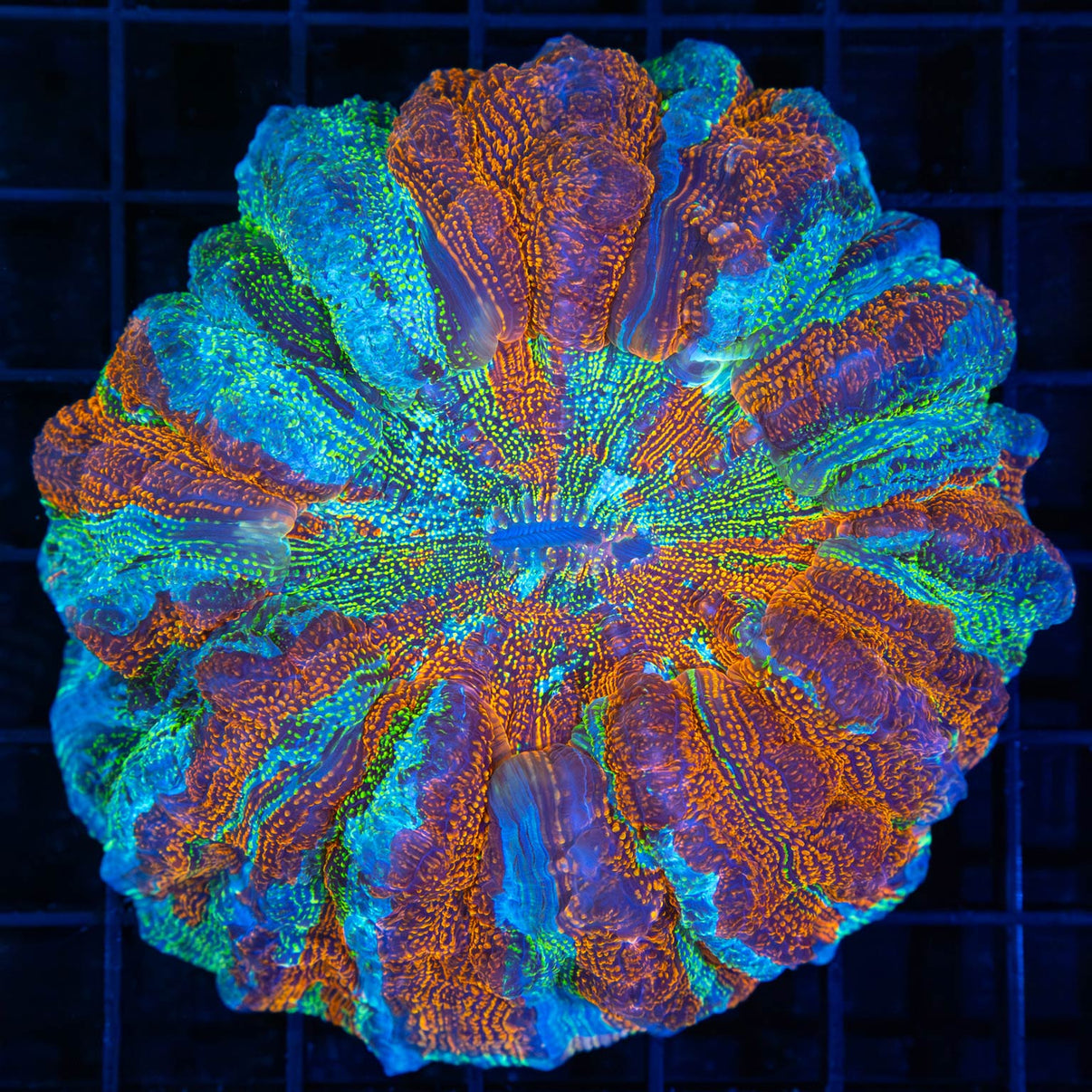 Rainbow Glitter Acanthophyllia 4" – Lucky Corals
