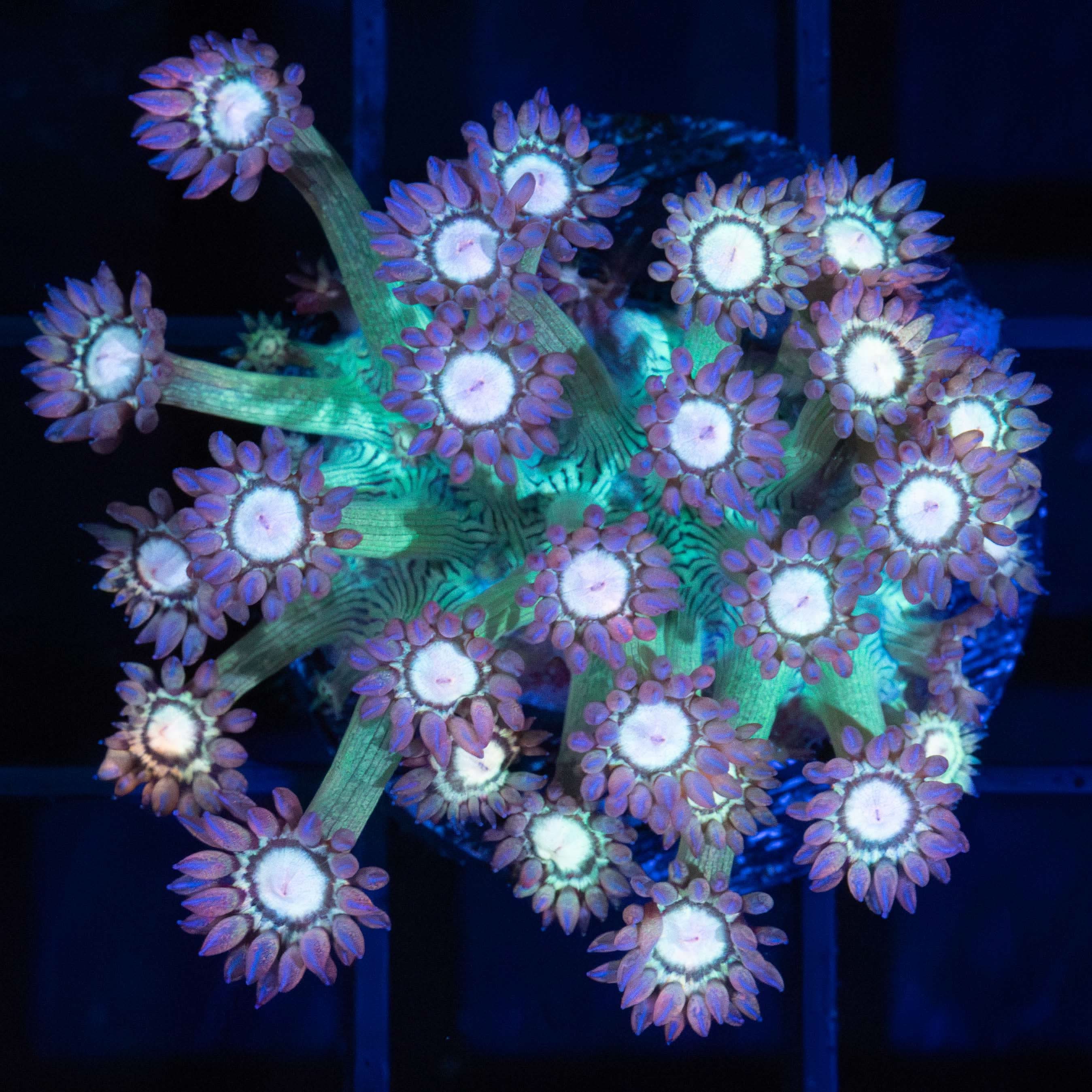 Sunset Goniopora – Lucky Corals