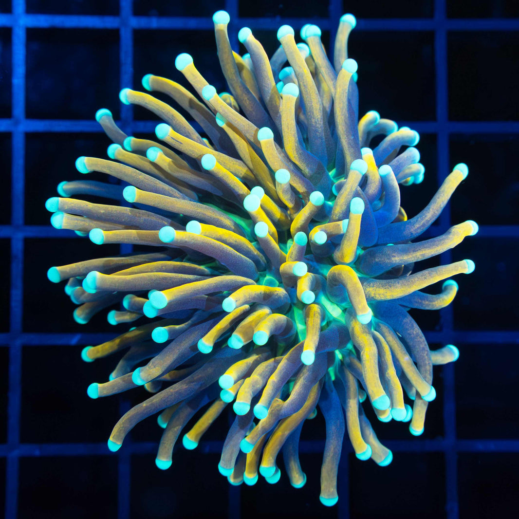 LPS Corals For Sale – Page 2 – Lucky Corals