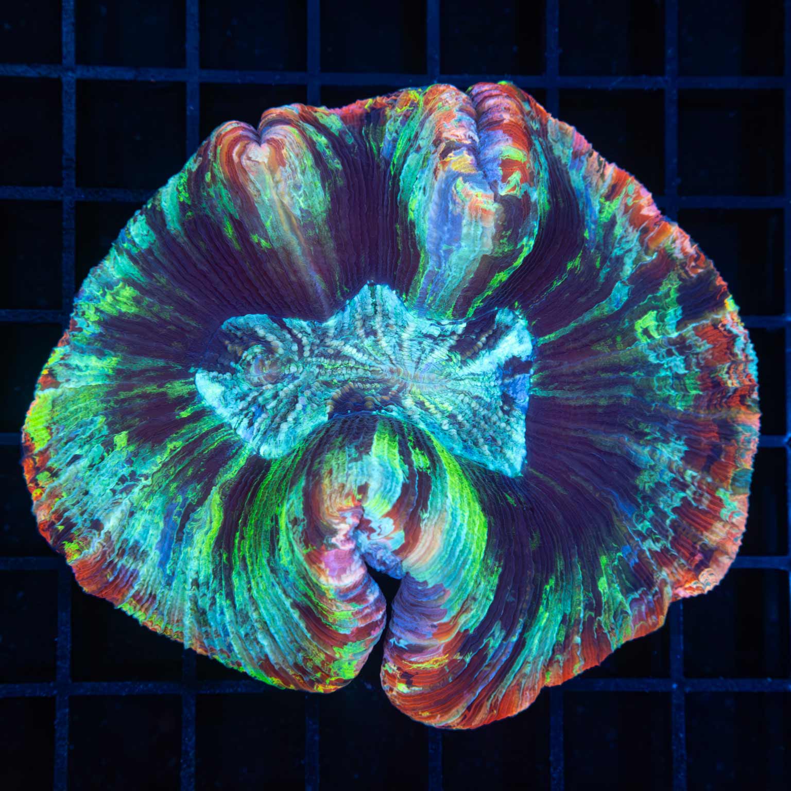 Trachyphyllia Coral for Sale – Lucky Corals