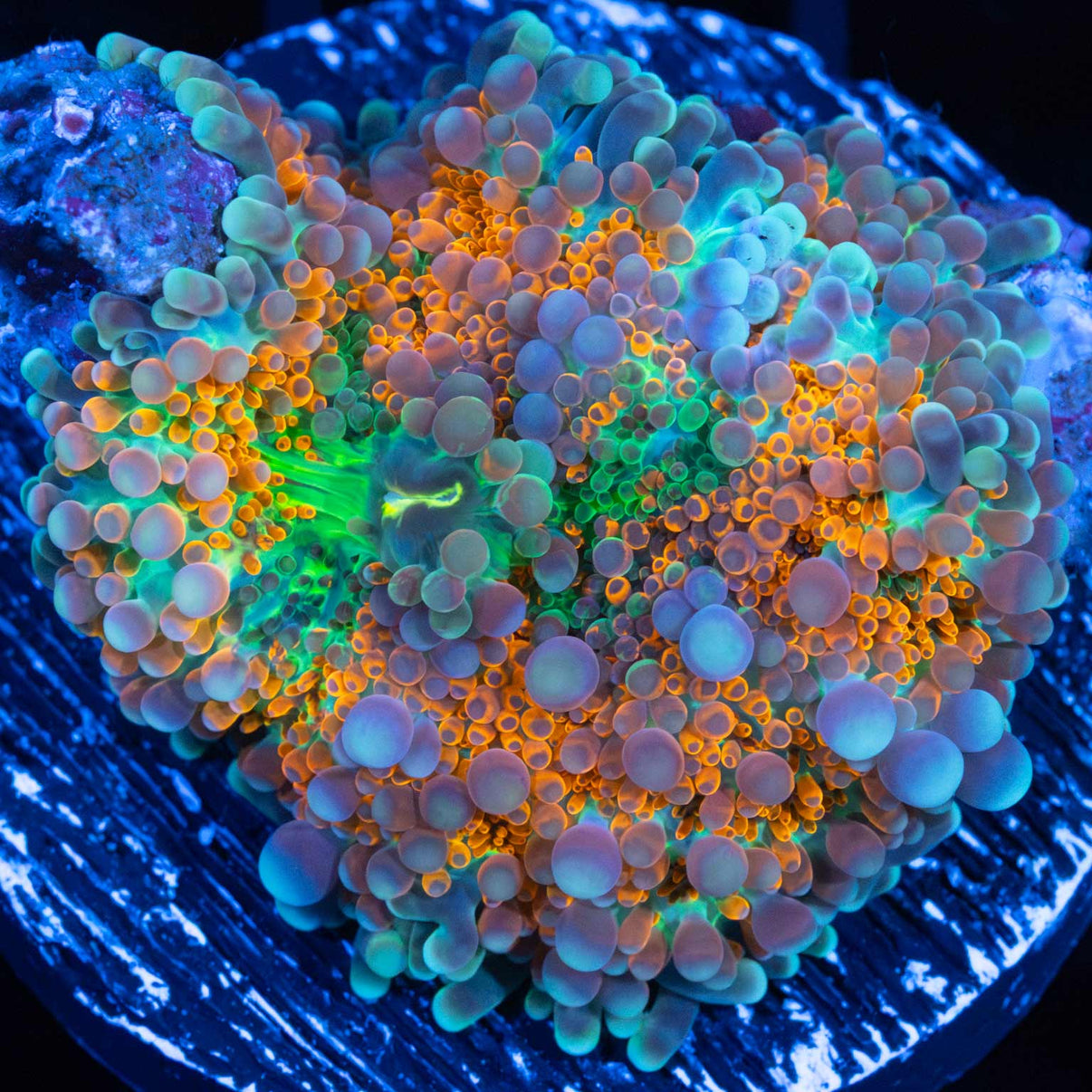 Large Rainbow Yuma (XL Plug) – Lucky Corals