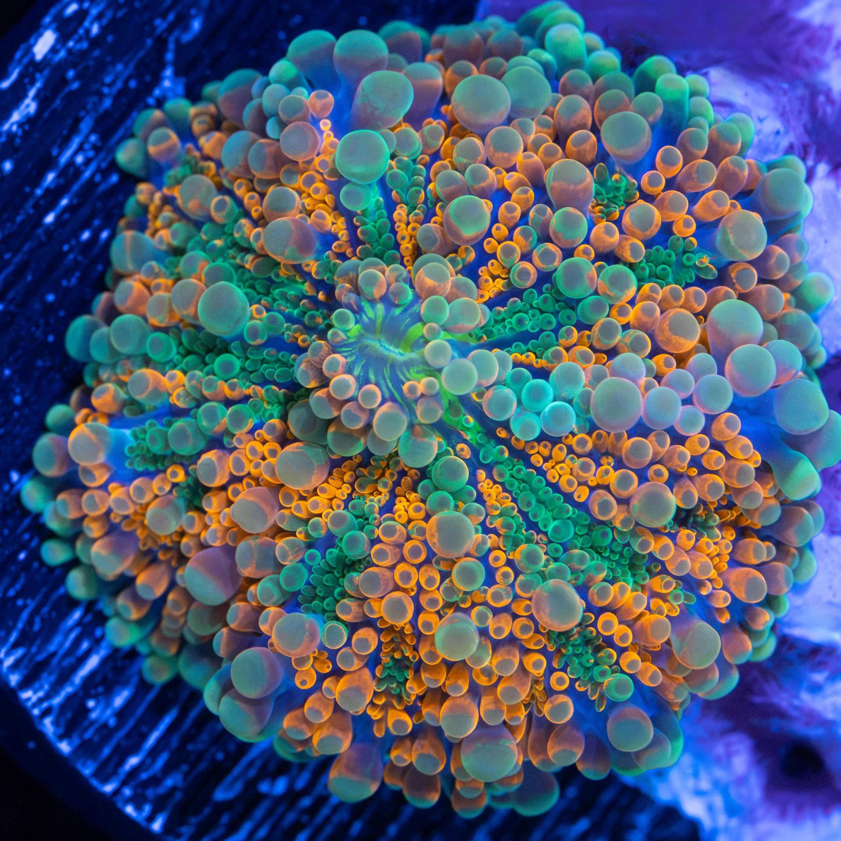 Rainbow Yuma Mushroom – Lucky Corals