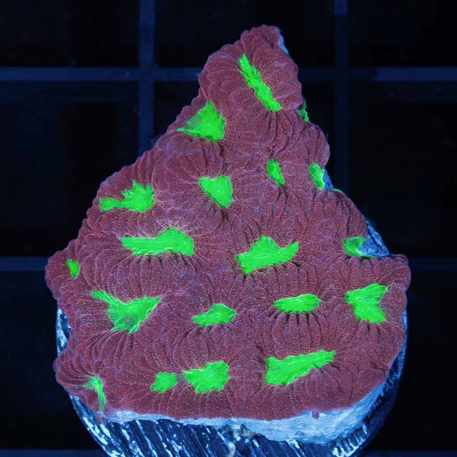 LPS Corals For Sale – Page 5 – Lucky Corals