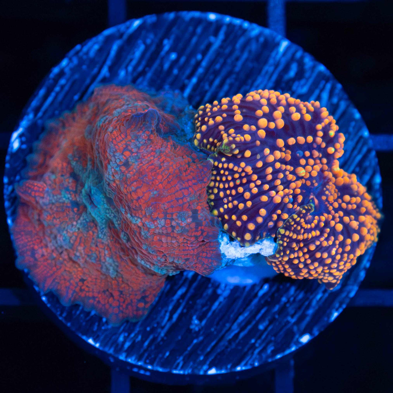 Red Devil / Rainbow Interstellar Combo – Lucky Corals