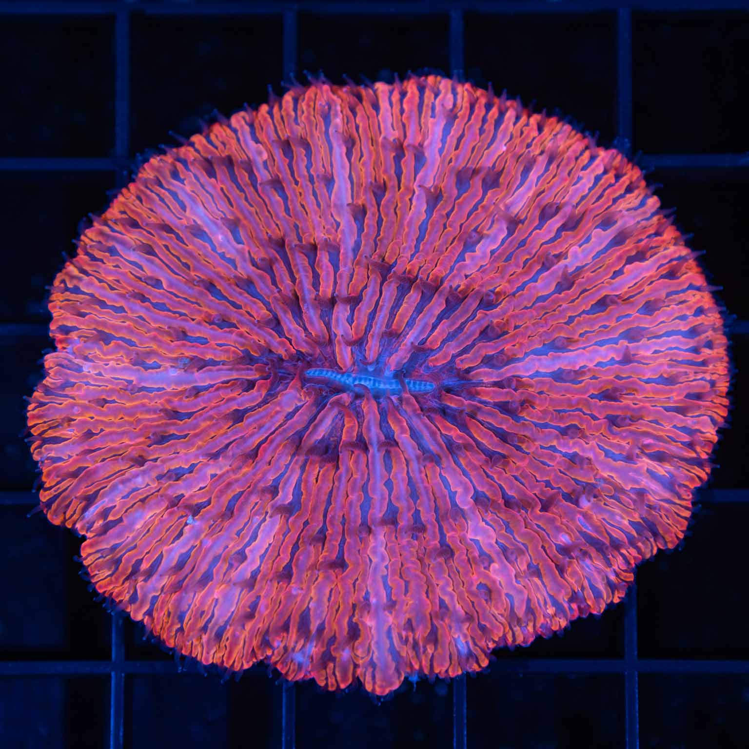 LPS Corals For Sale – Page 4 – Lucky Corals
