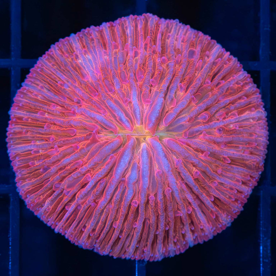 Live Coral for Sale - Shipped Overnight – Lucky Corals